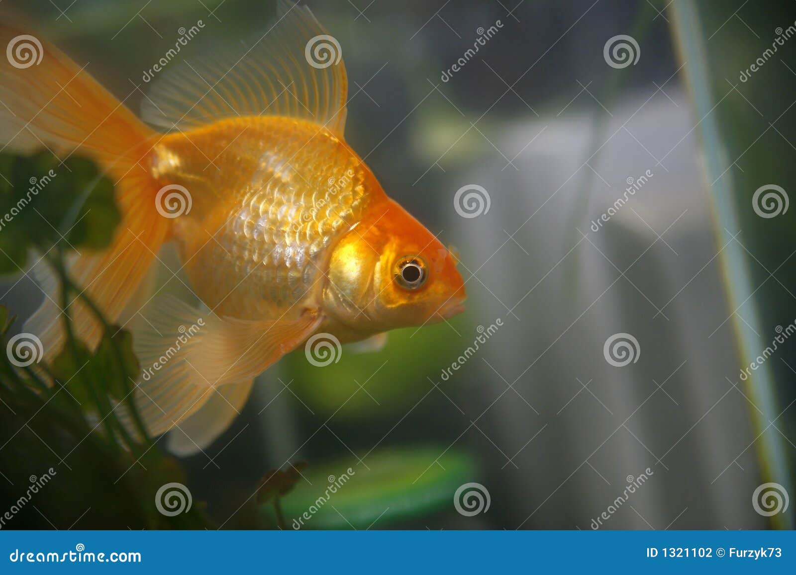 Golden fish stock photo. Image of aqua, pets, blue, home - 1321102