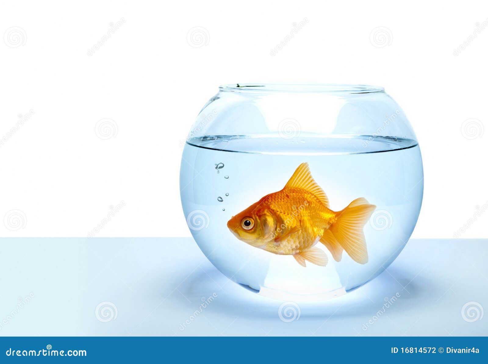 Golden Fish Isolated On White Background. Goldfish And Bubble Eyes ...