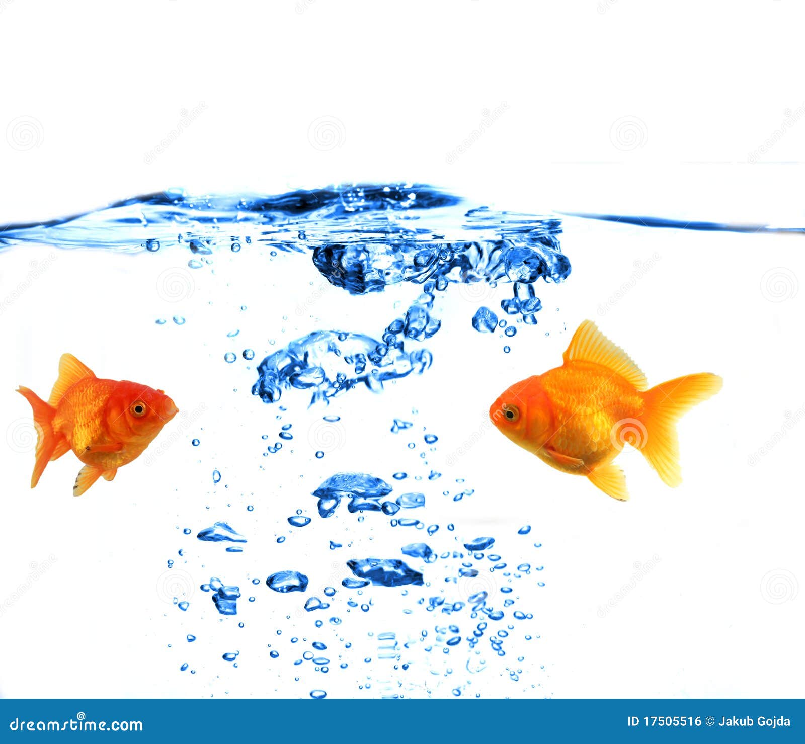 GOlden fish stock photo. Image of front, fishbowl, gold - 17505516