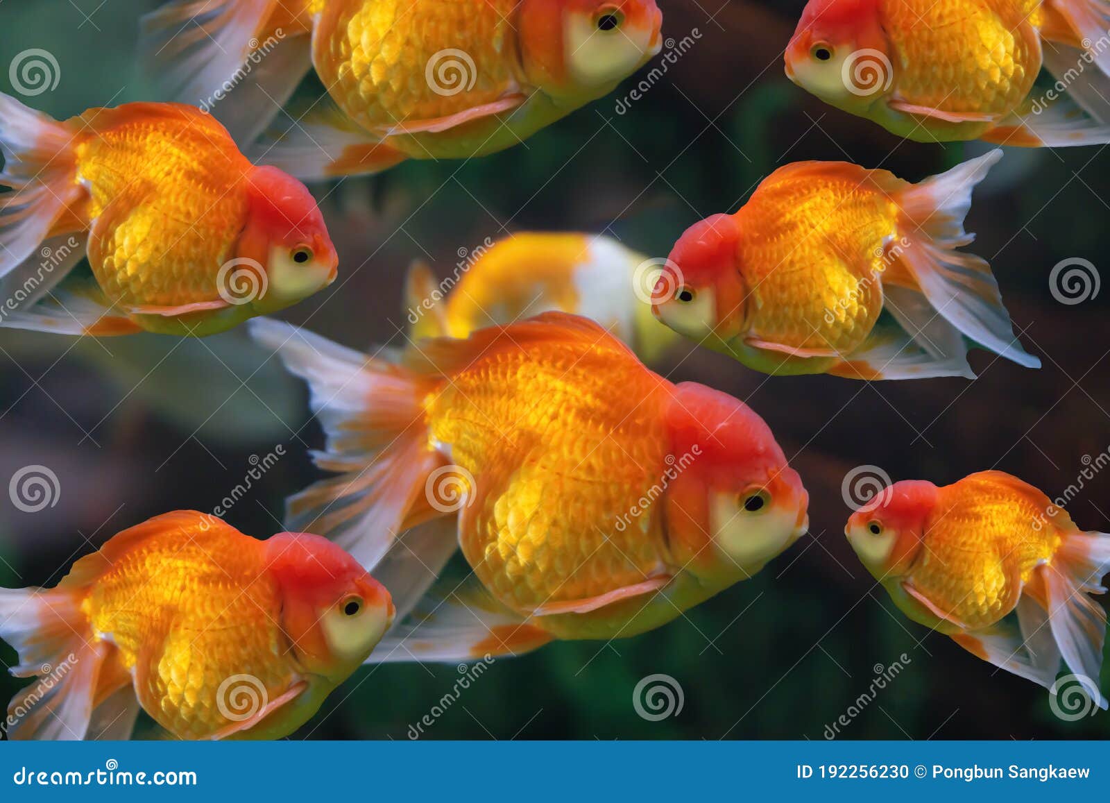 Golden fish in aquarium stock photo. Image of color - 192256230
