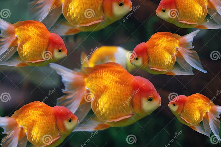 Golden fish in aquarium stock photo. Image of color - 192256230