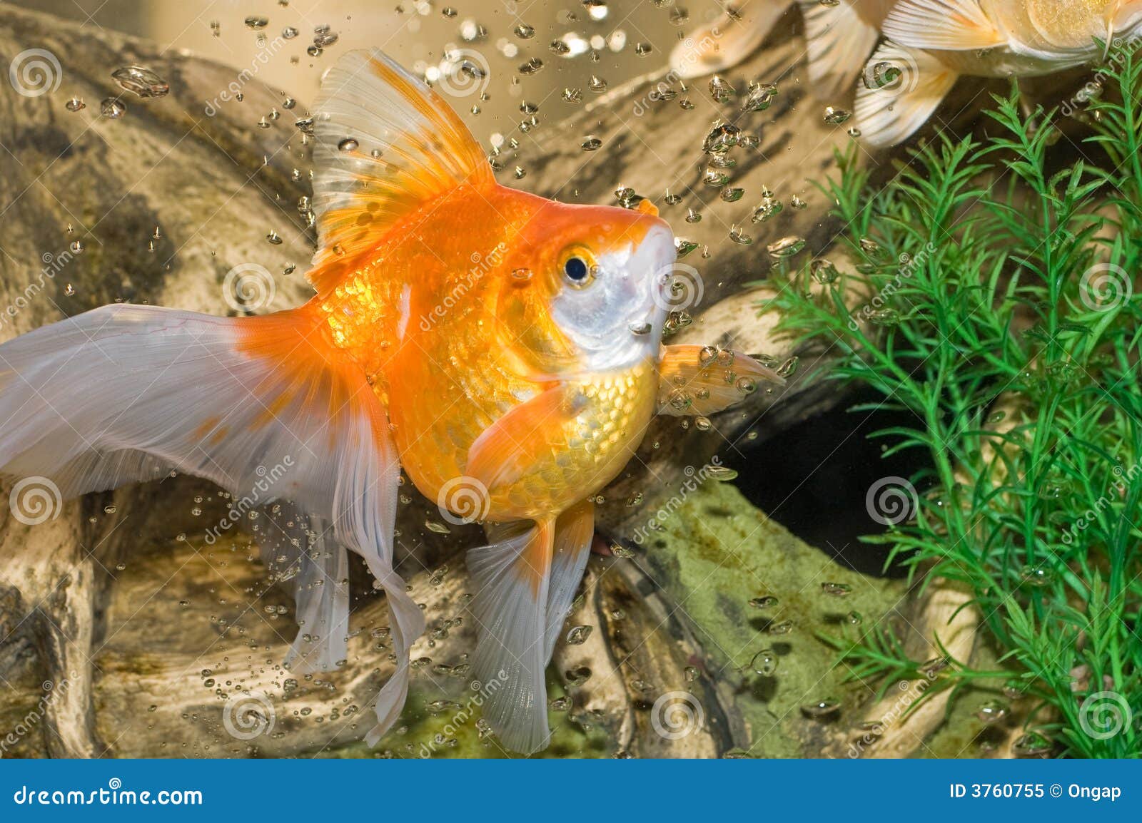 Golden fish stock image. Image of tank, aquatic, fish - 3760755