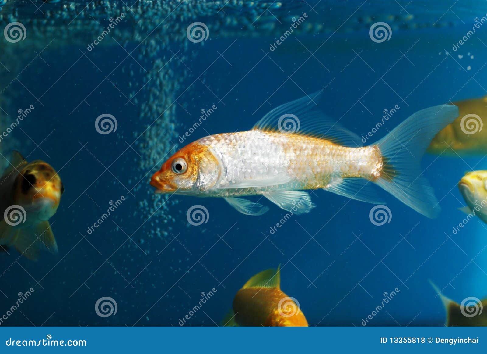 The Golden Fish in Aquarium Stock Photo - Image of aquaculture ...