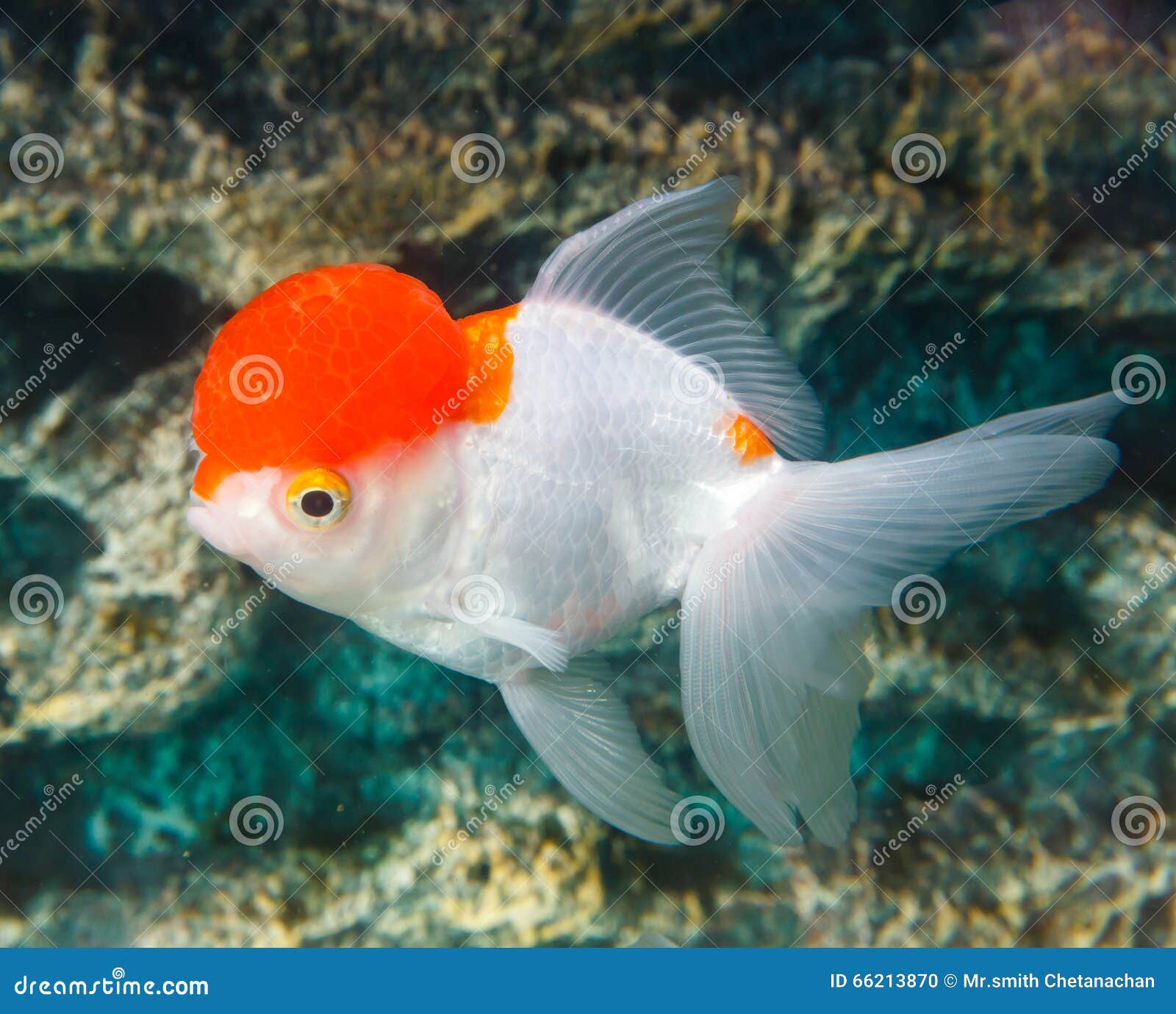 Golden Fish stock photo. Image of underwater, concept - 66213870