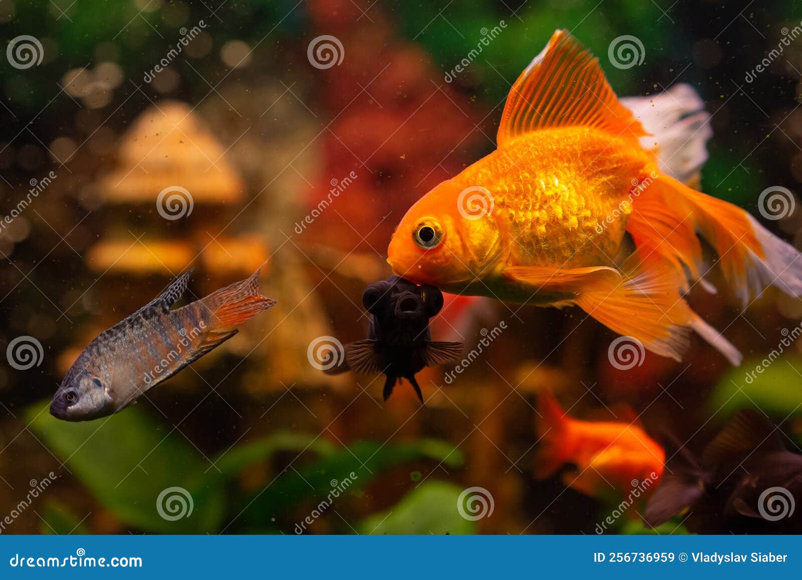 Golden Fish in Freshwater Aquarium Stock Image - Image of asian ...