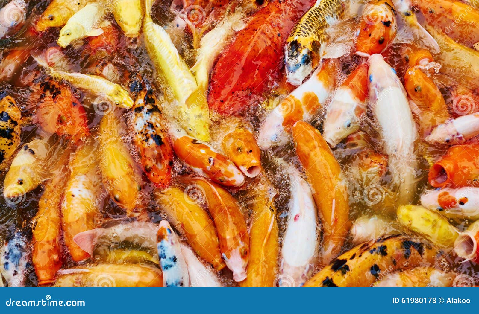 Golden fish stock photo. Image of gold, pond, goldfish - 61980178