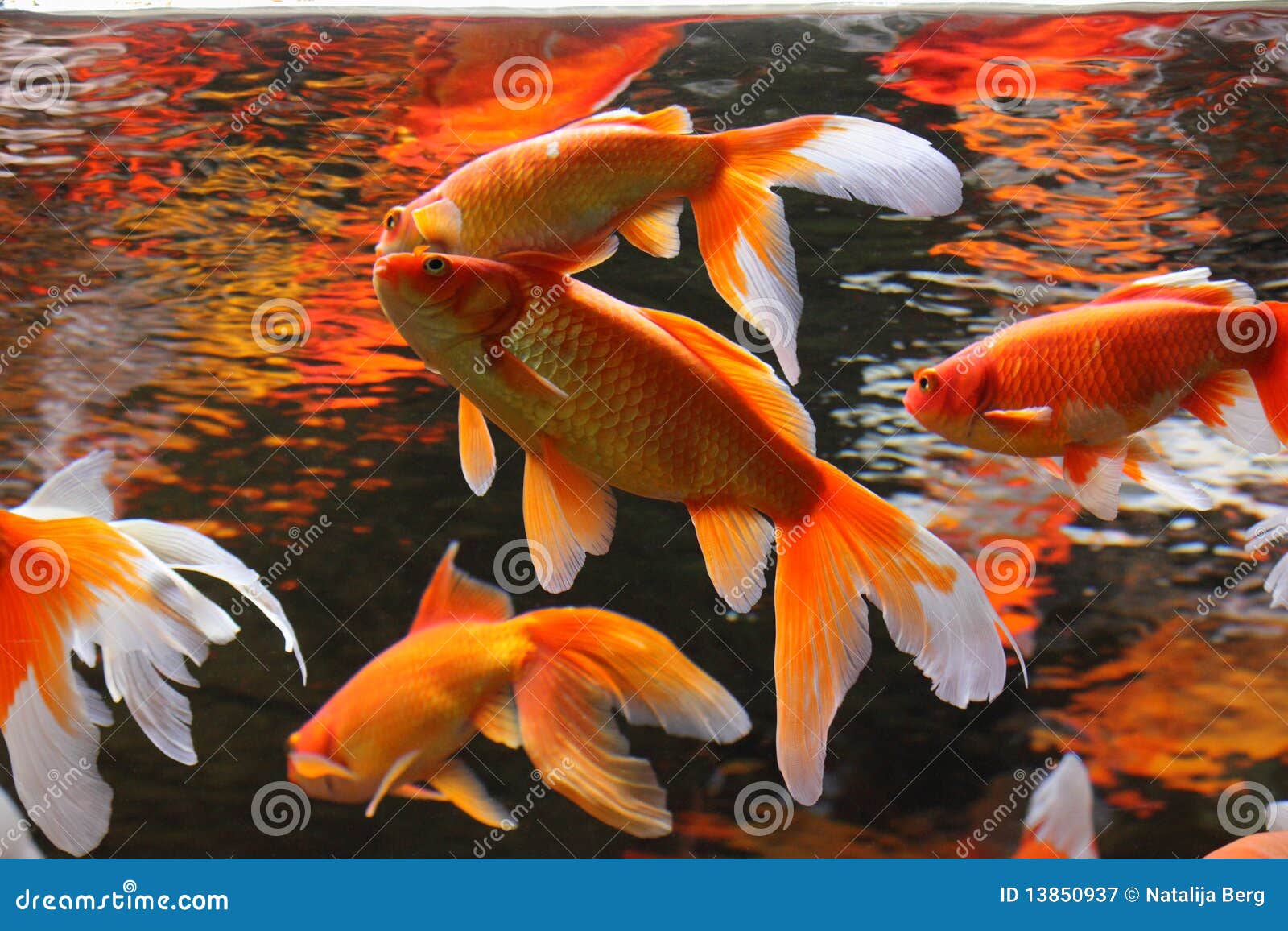 Golden fishes stock image. Image of interior, nature - 13850937