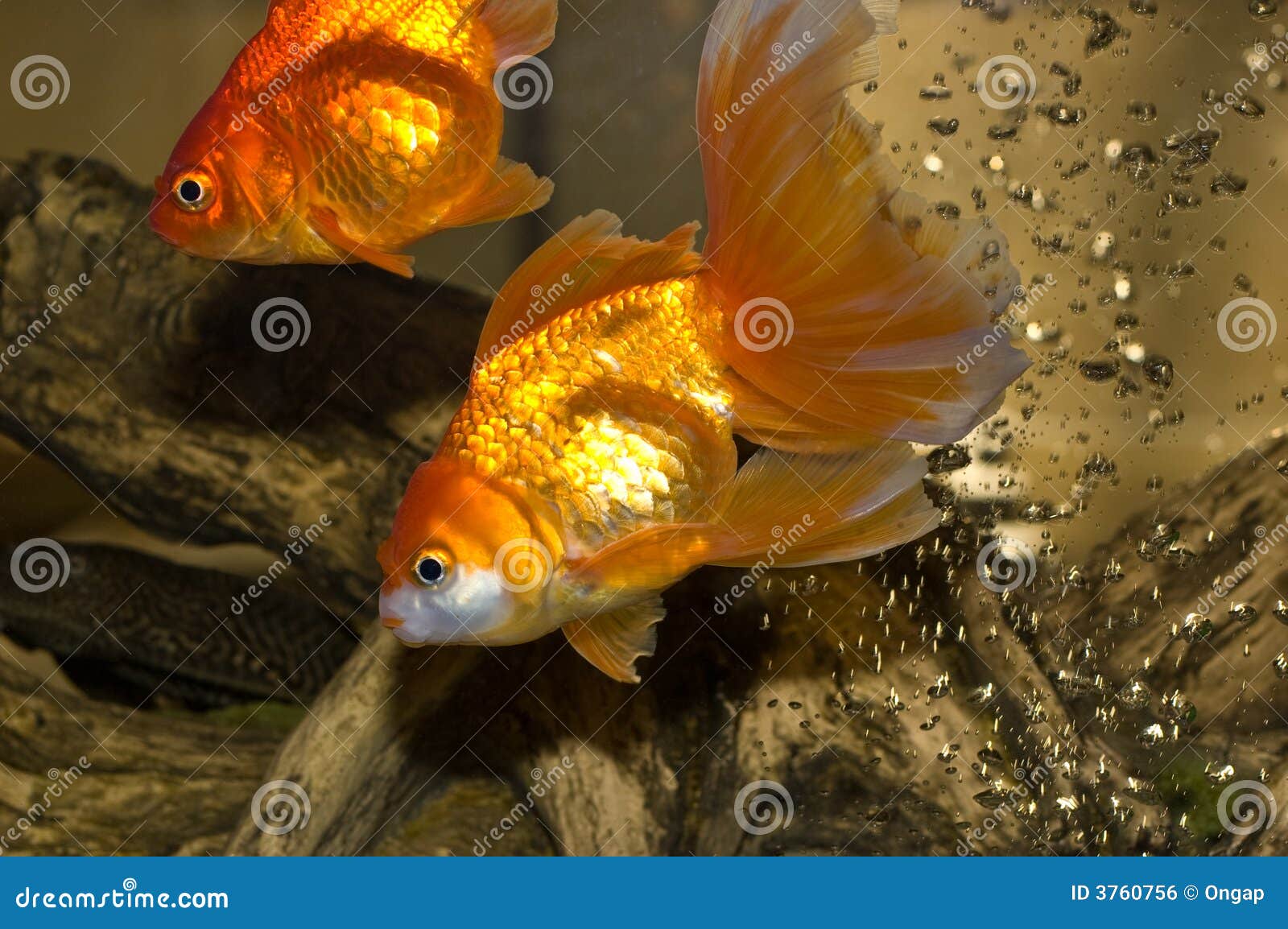 Golden fishes stock photo. Image of water, fishbowl, animal - 3760756