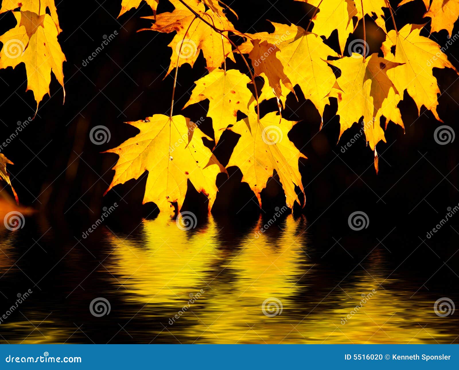Golden Flame Maple Leaves Over Water Stock Photo - Image of orange ...