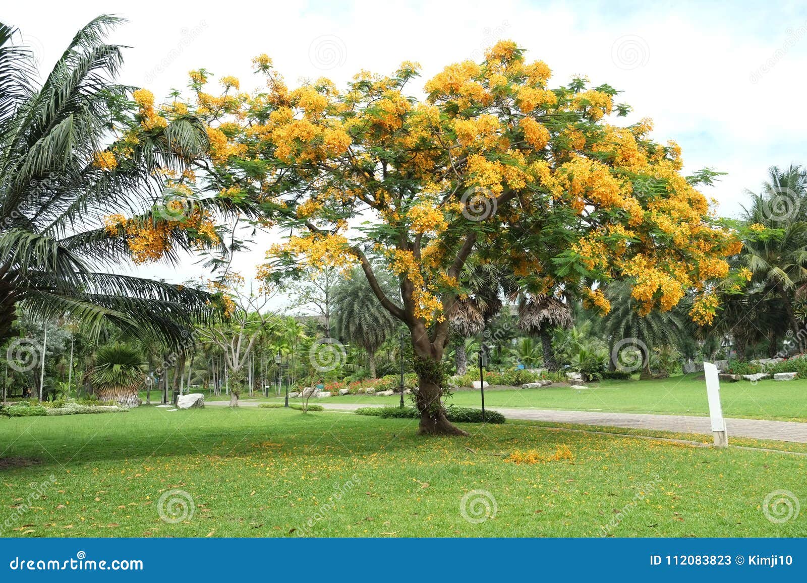 Golden Flame Tree.the Flowers are Large Stock Image - Image of abstract ...