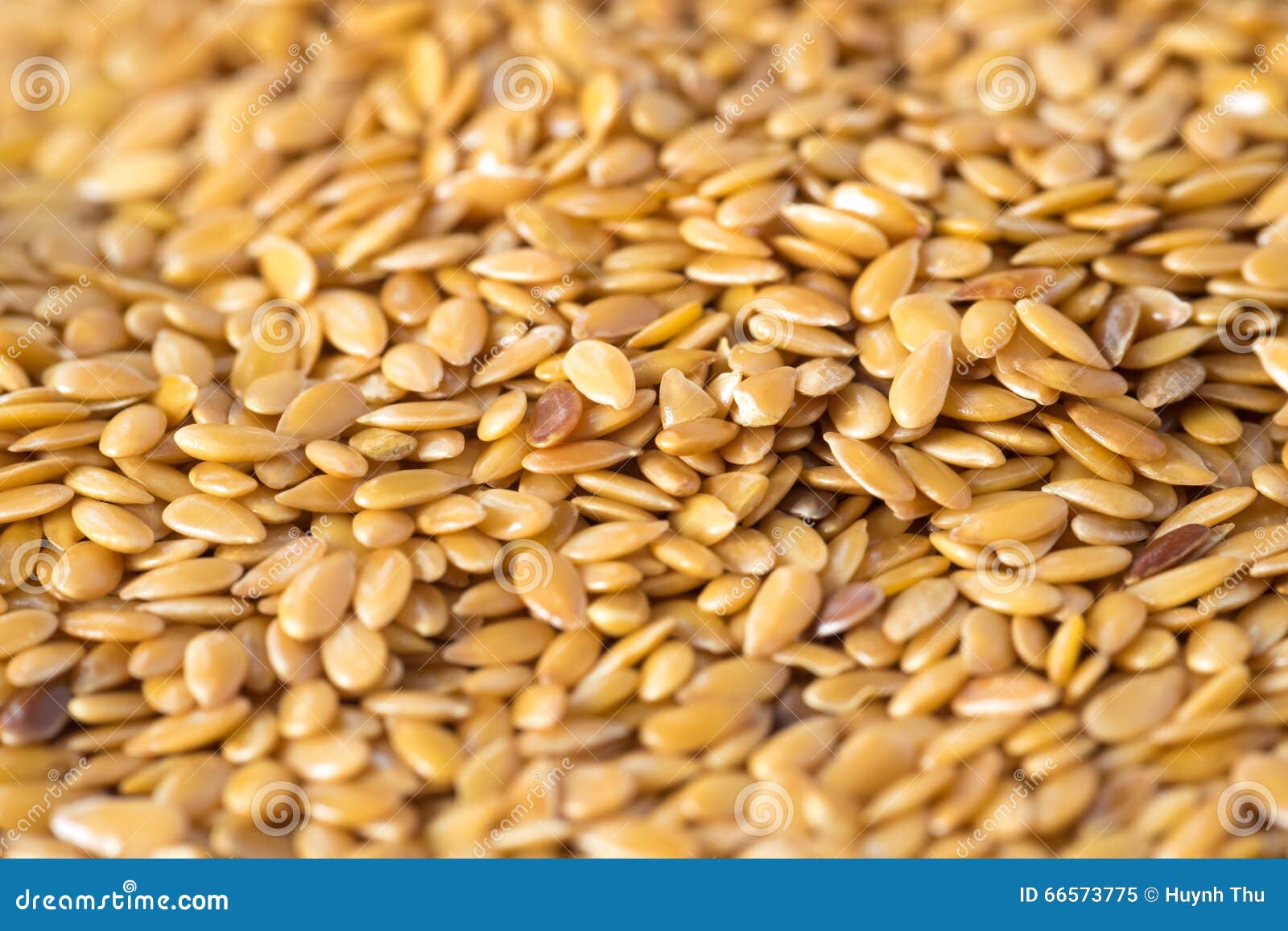 Golden Flax Seed or Linseed Stock Image - Image of nutrition, detail ...