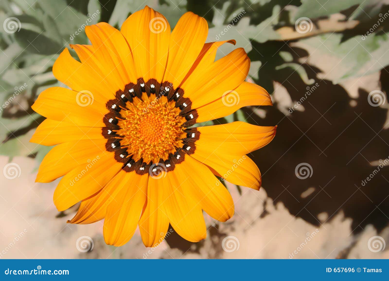 Golden Flower Picture. Image: 657696