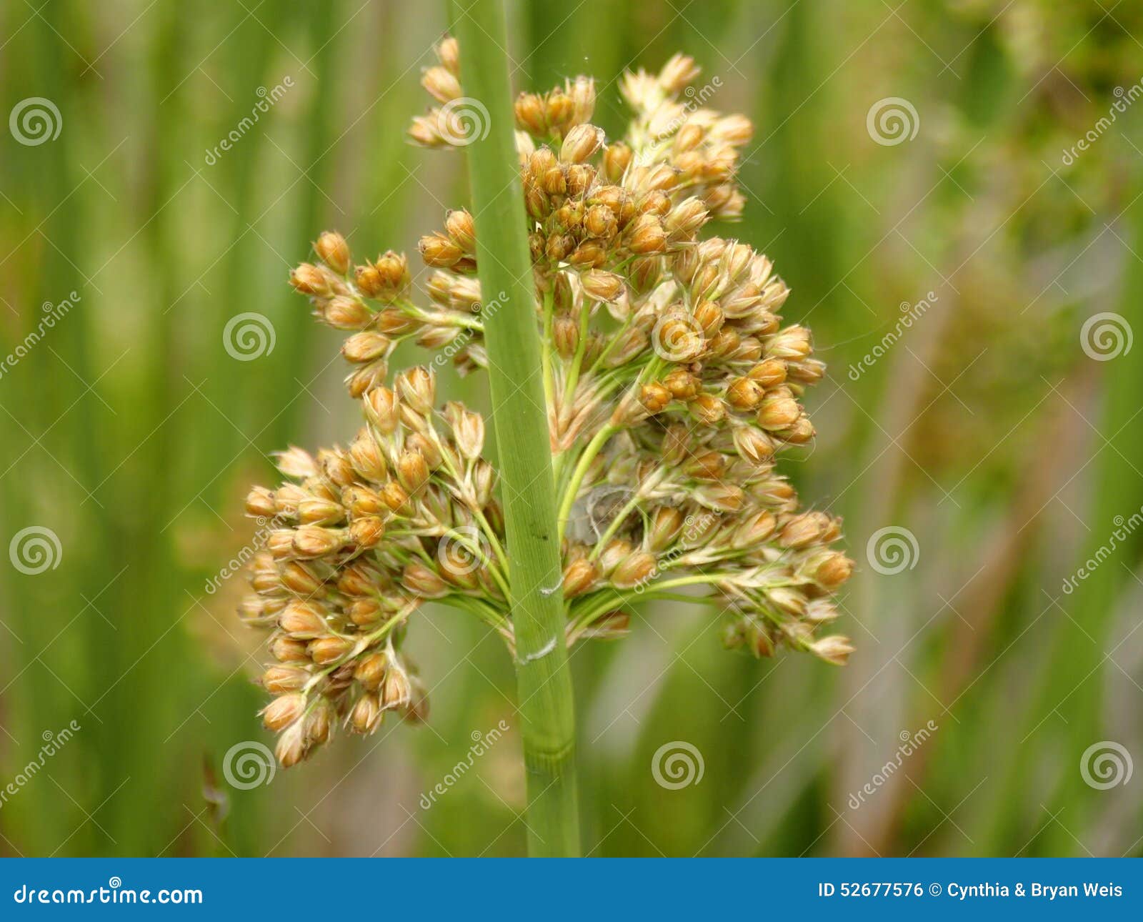 Golden flower stock photo. Image of golden, flower, growing - 52677576