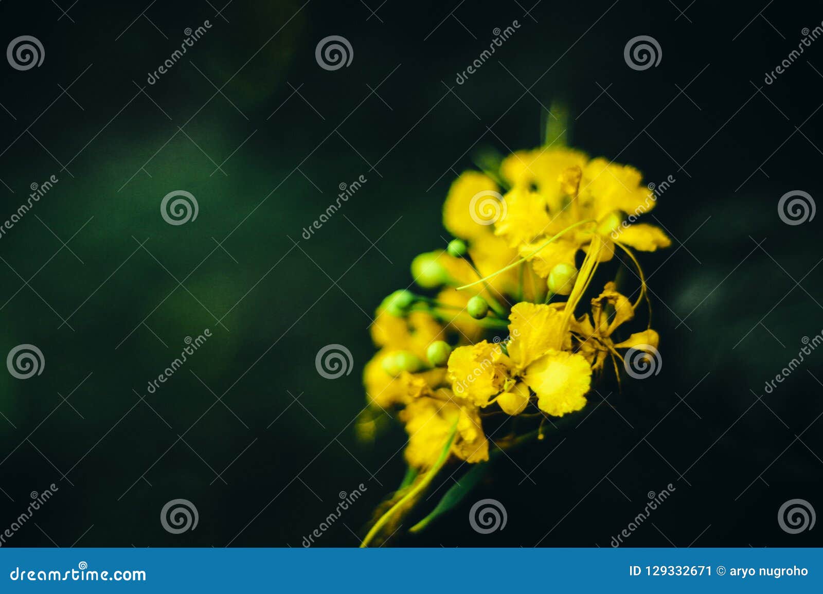 Golden flower stock image. Image of nature, flower, golden - 129332671