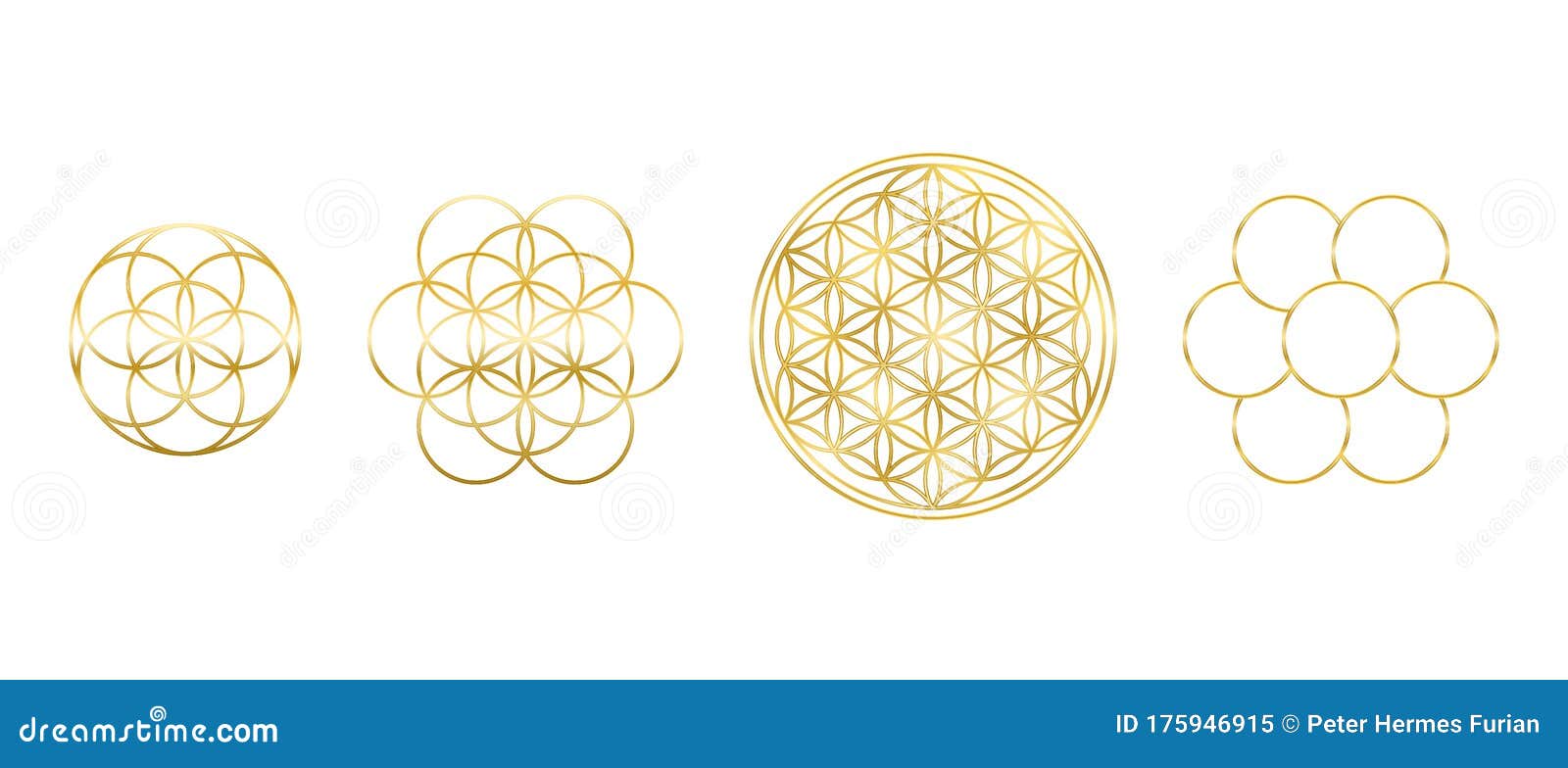 Golden Flower of Life Seed Egg of Life Stock Vector - Illustration of ...