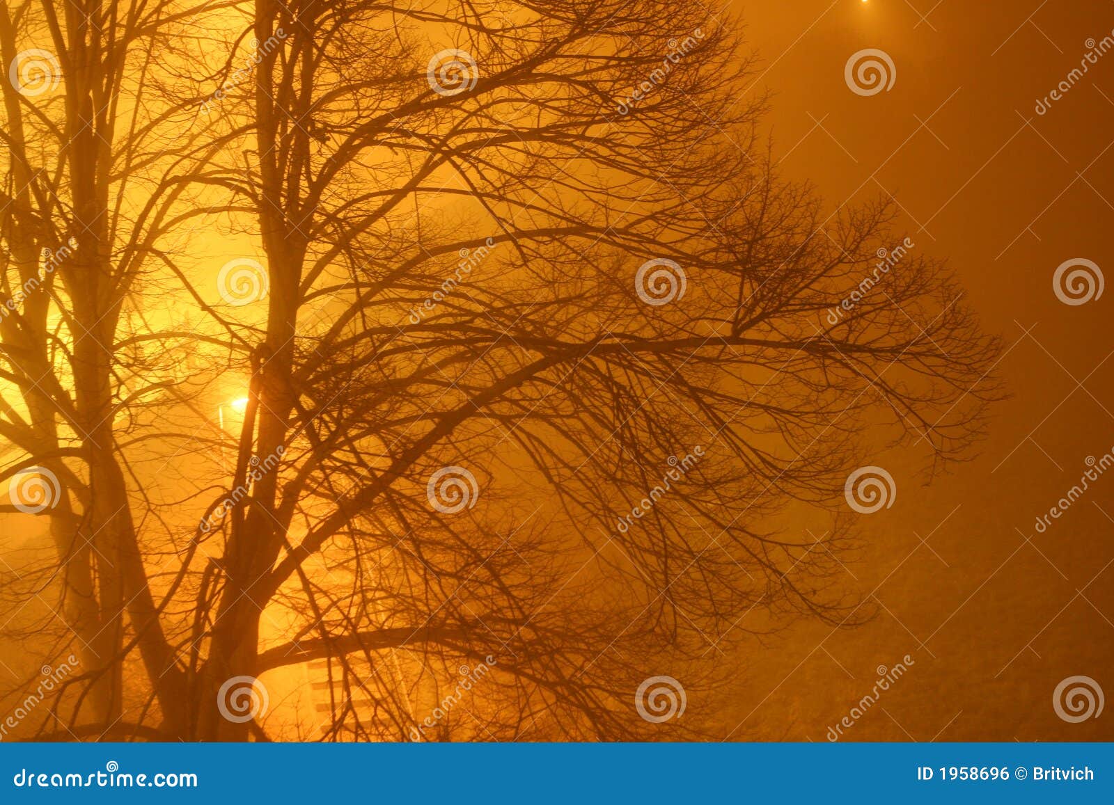 Golden fog stock photo. Image of tree, forest, soft, evening - 1958696