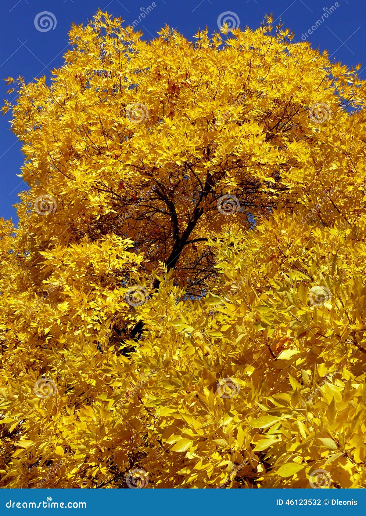 Golden Ash Fraxinus Excelsior Jaspidea Seeds Keys Stock Photography ...
