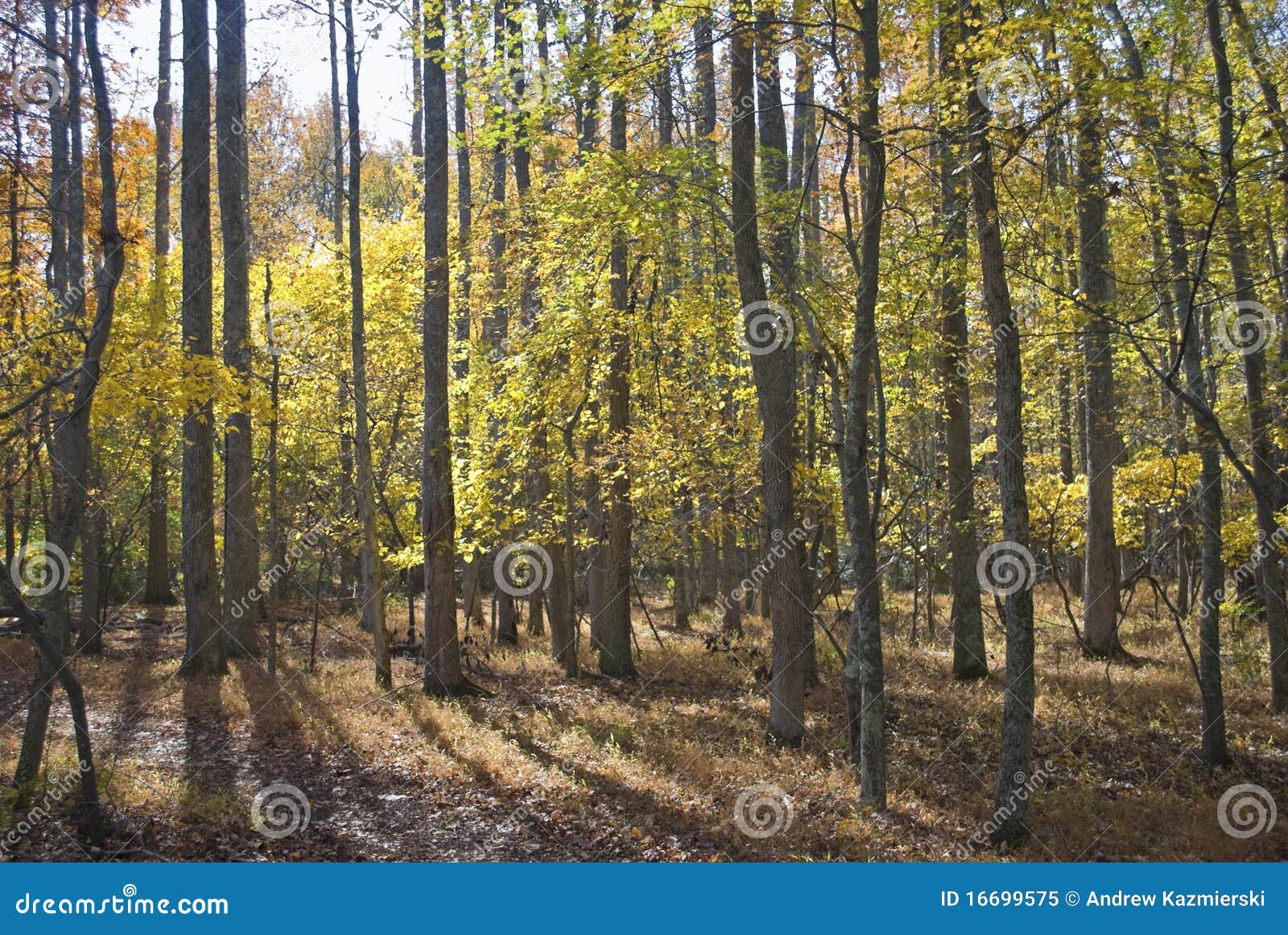 Golden Forest stock image. Image of seasons, woods, park - 16699575