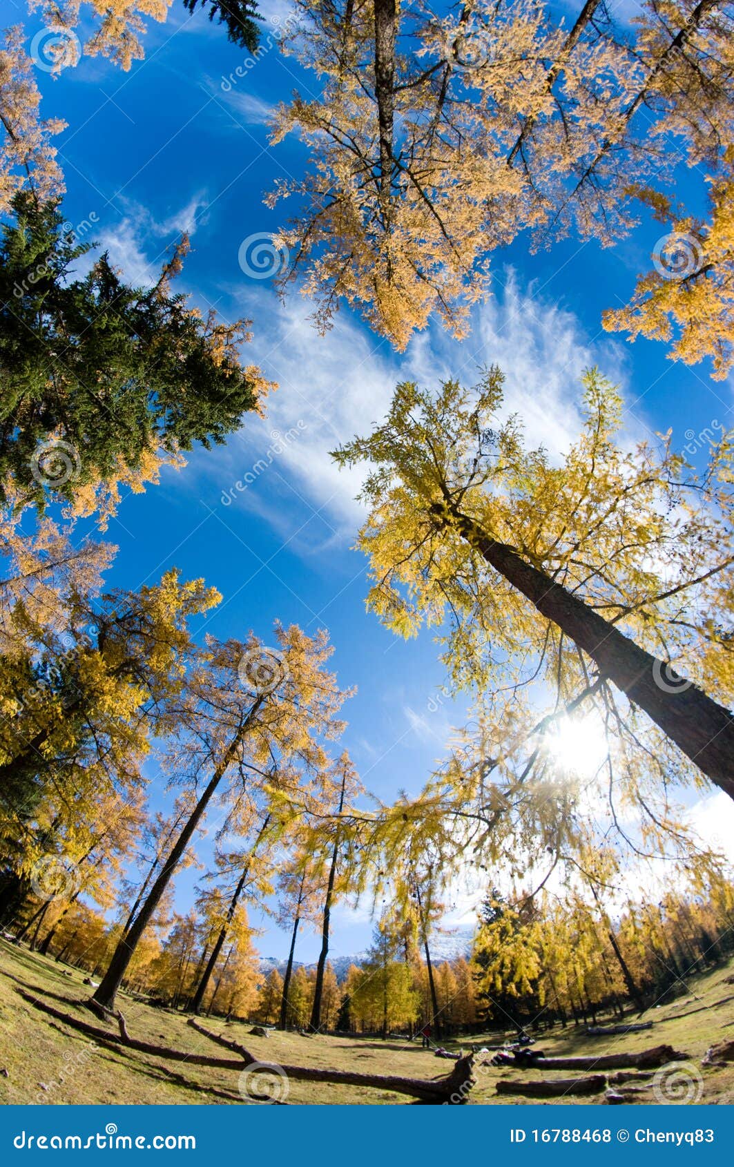 Golden forest stock photo. Image of beauty, beautiful - 16788468