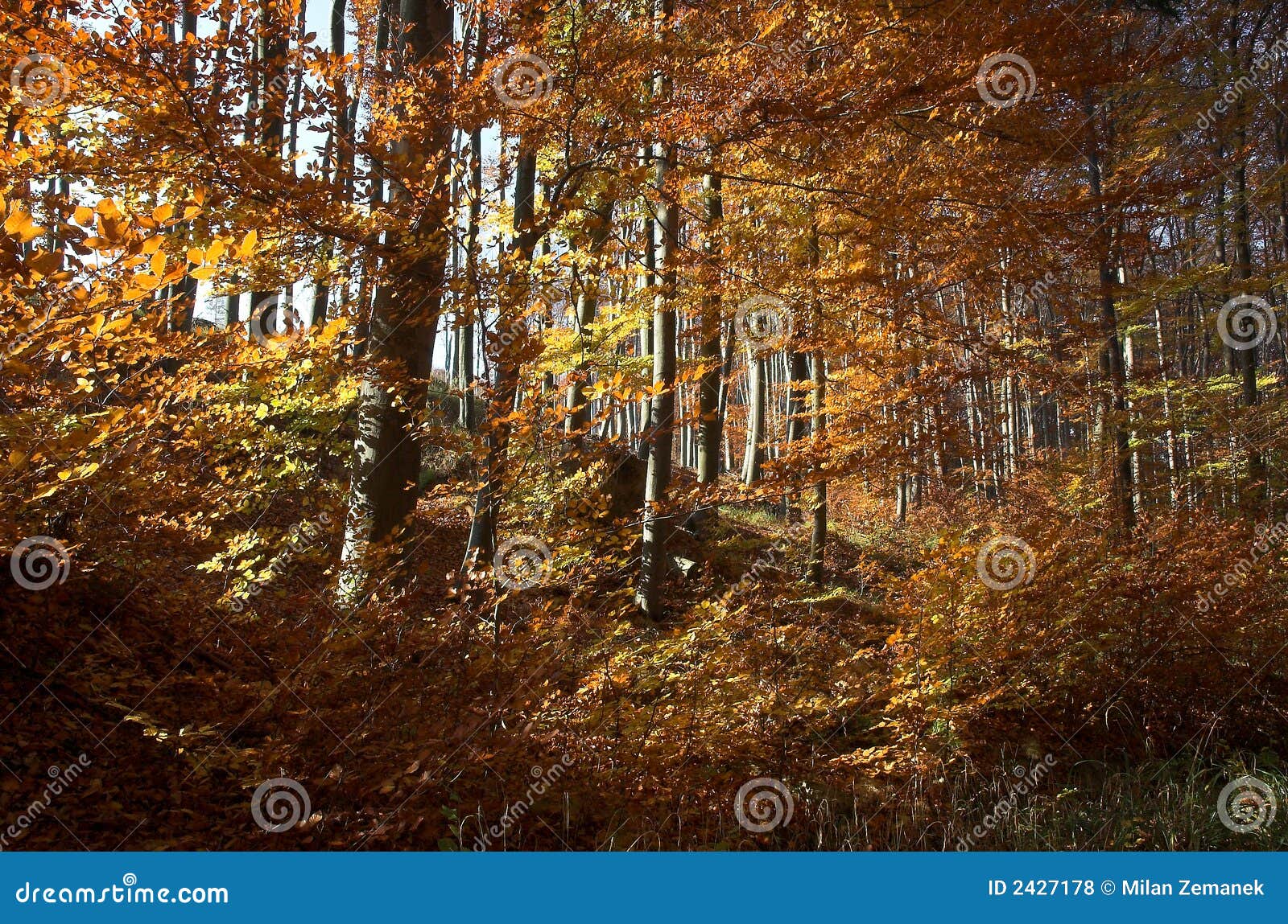 Golden forest stock photo. Image of nature, autumn, arbour - 2427178