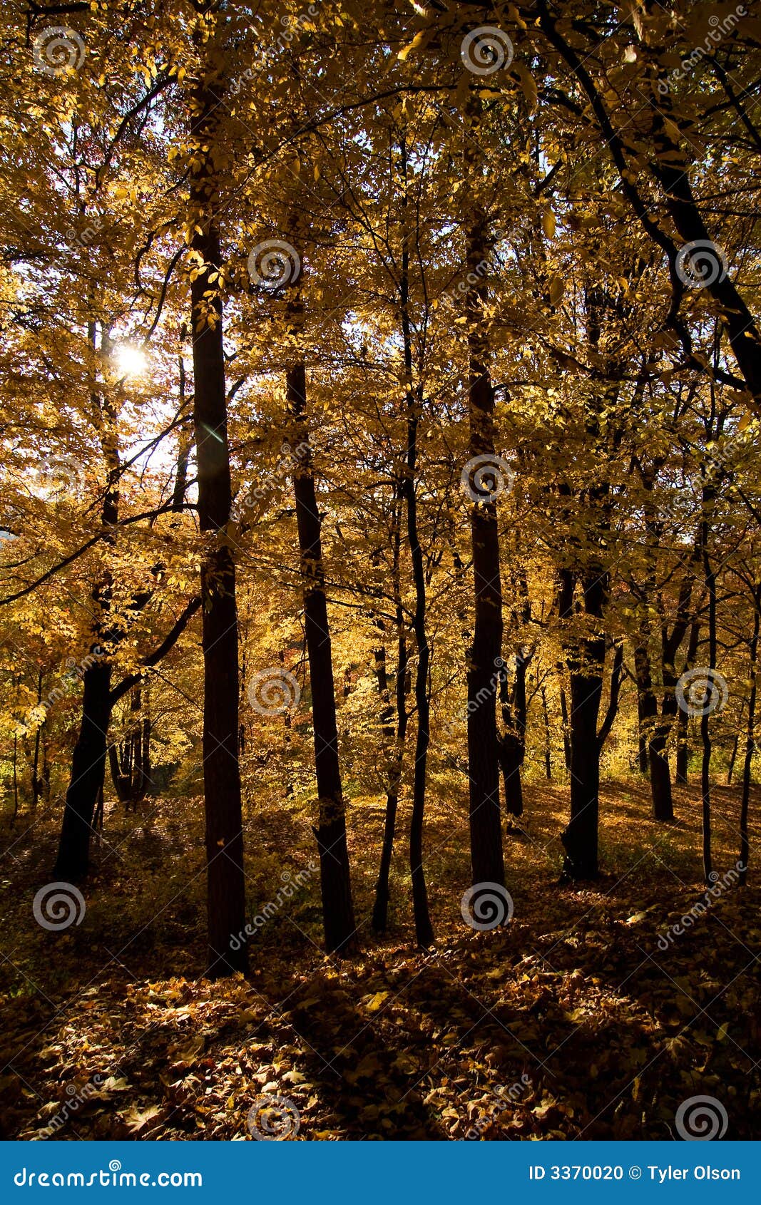 Golden Forest stock photo. Image of beautiful, fresh, yellow - 3370020