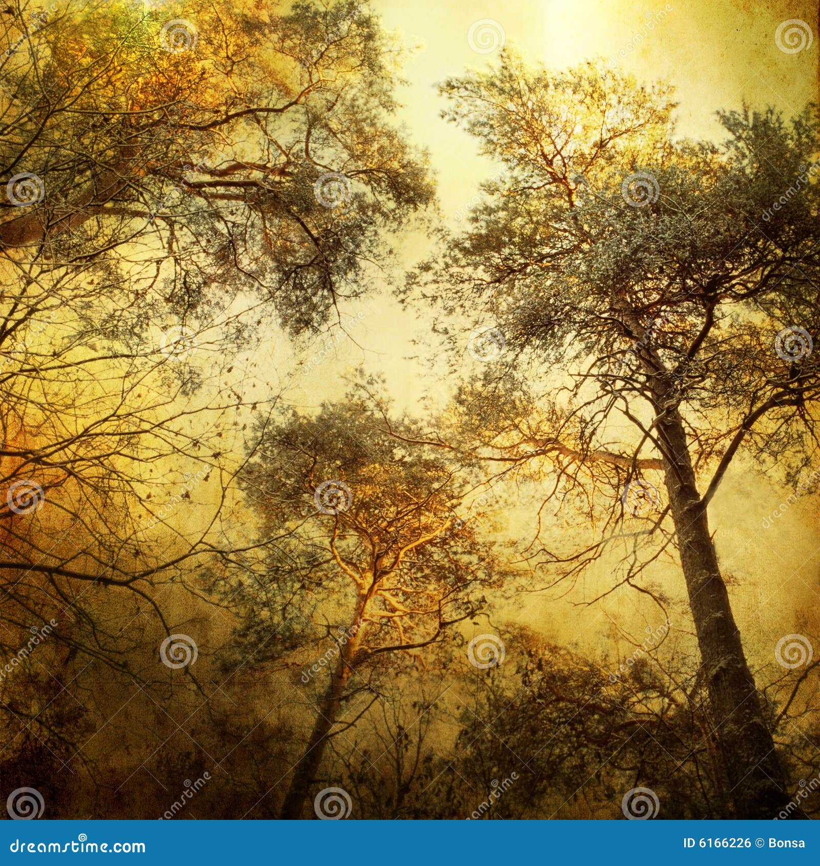 Golden forest stock photo. Image of distressed, dirty - 6166226