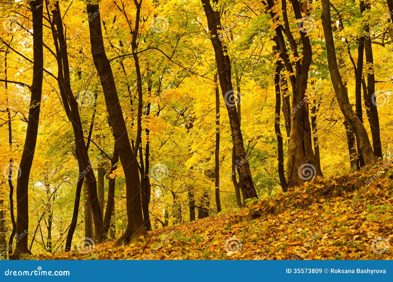 Golden forest stock image. Image of branch, bright, foliage - 35573809