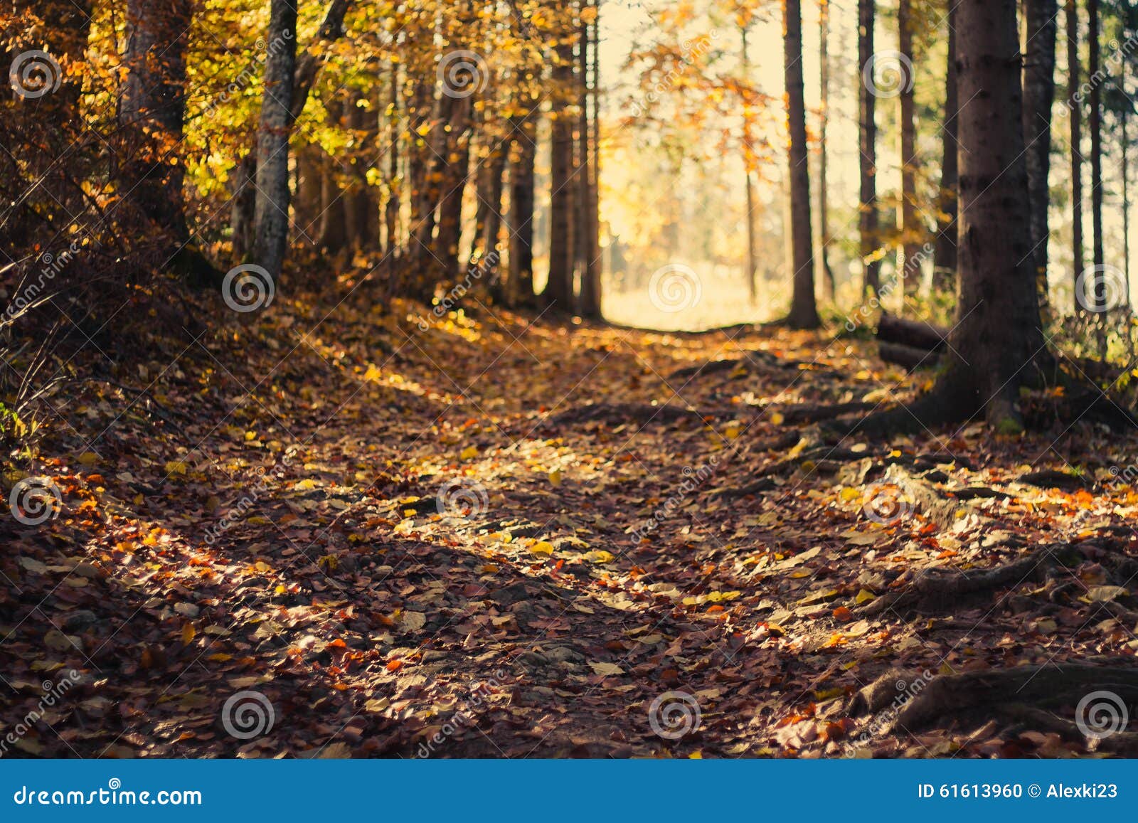 Golden forest stock photo. Image of golden, trees, sunlit - 61613960