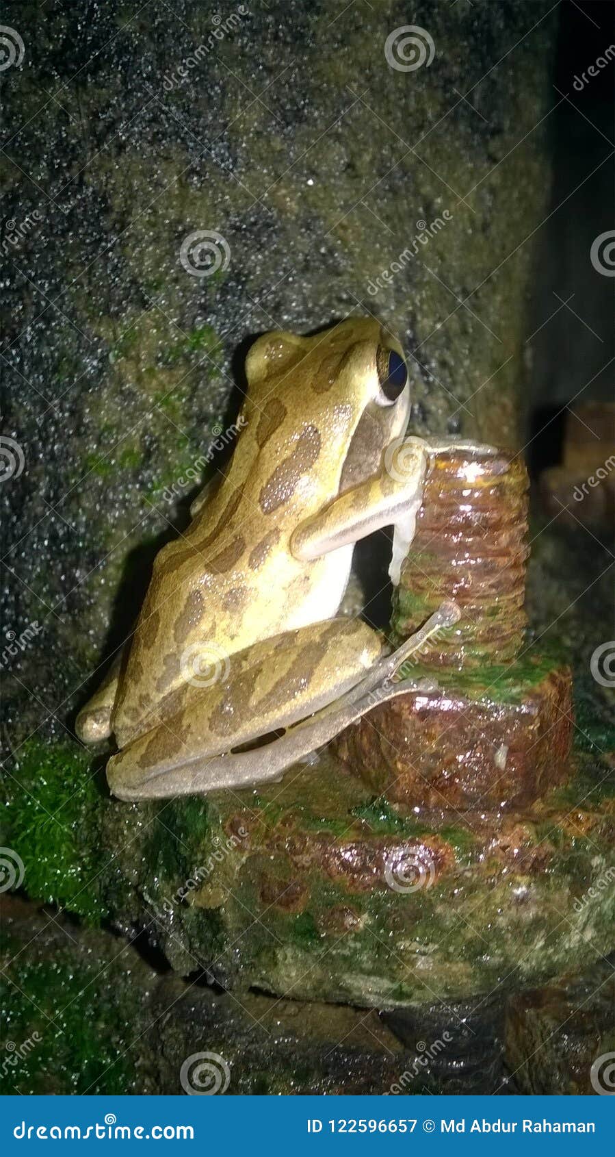 Forg stock image. Image of beauty, nature, closeup, forg - 122596657