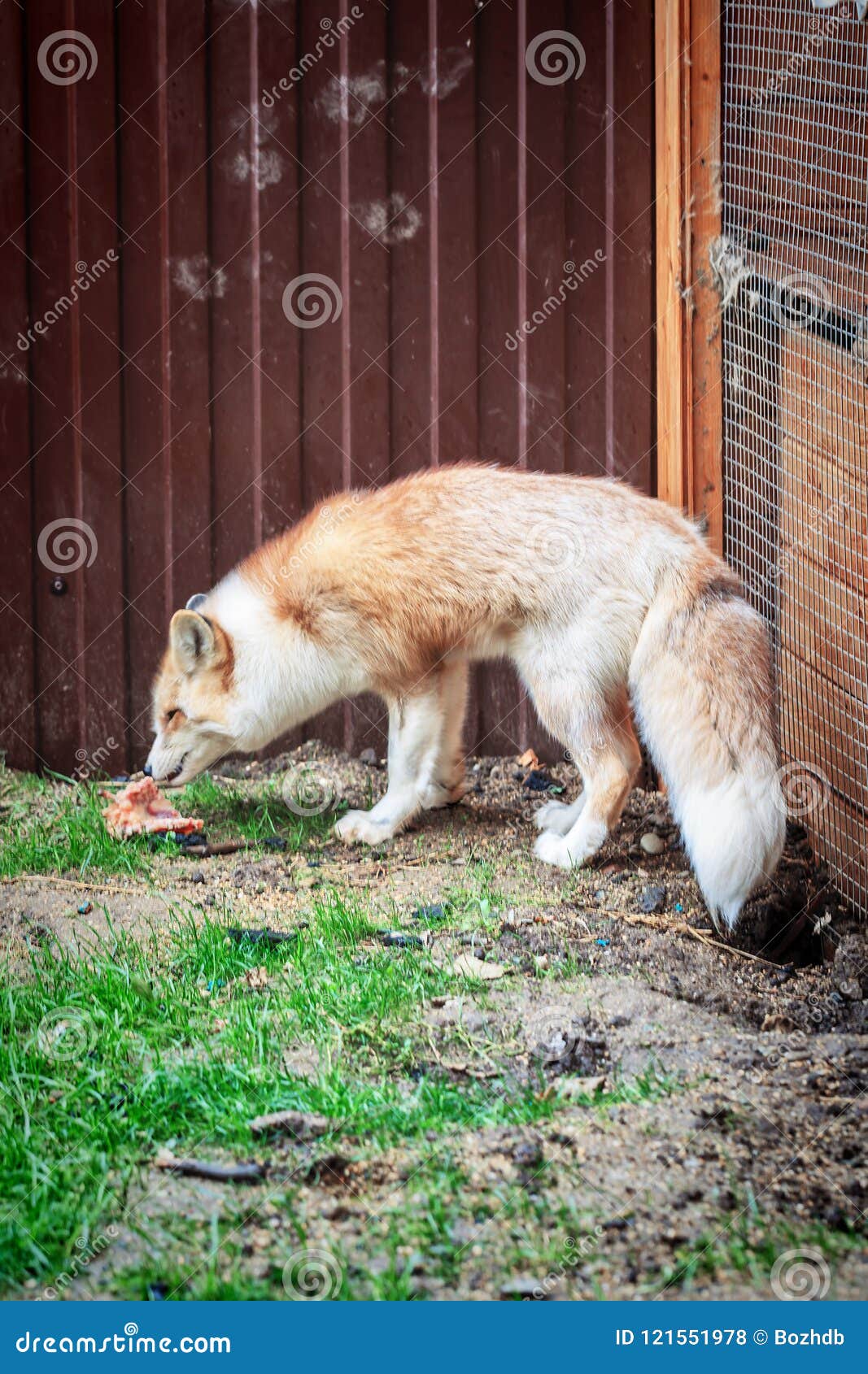 Golden fox eats meat stock photo. Image of body, playful - 121551978