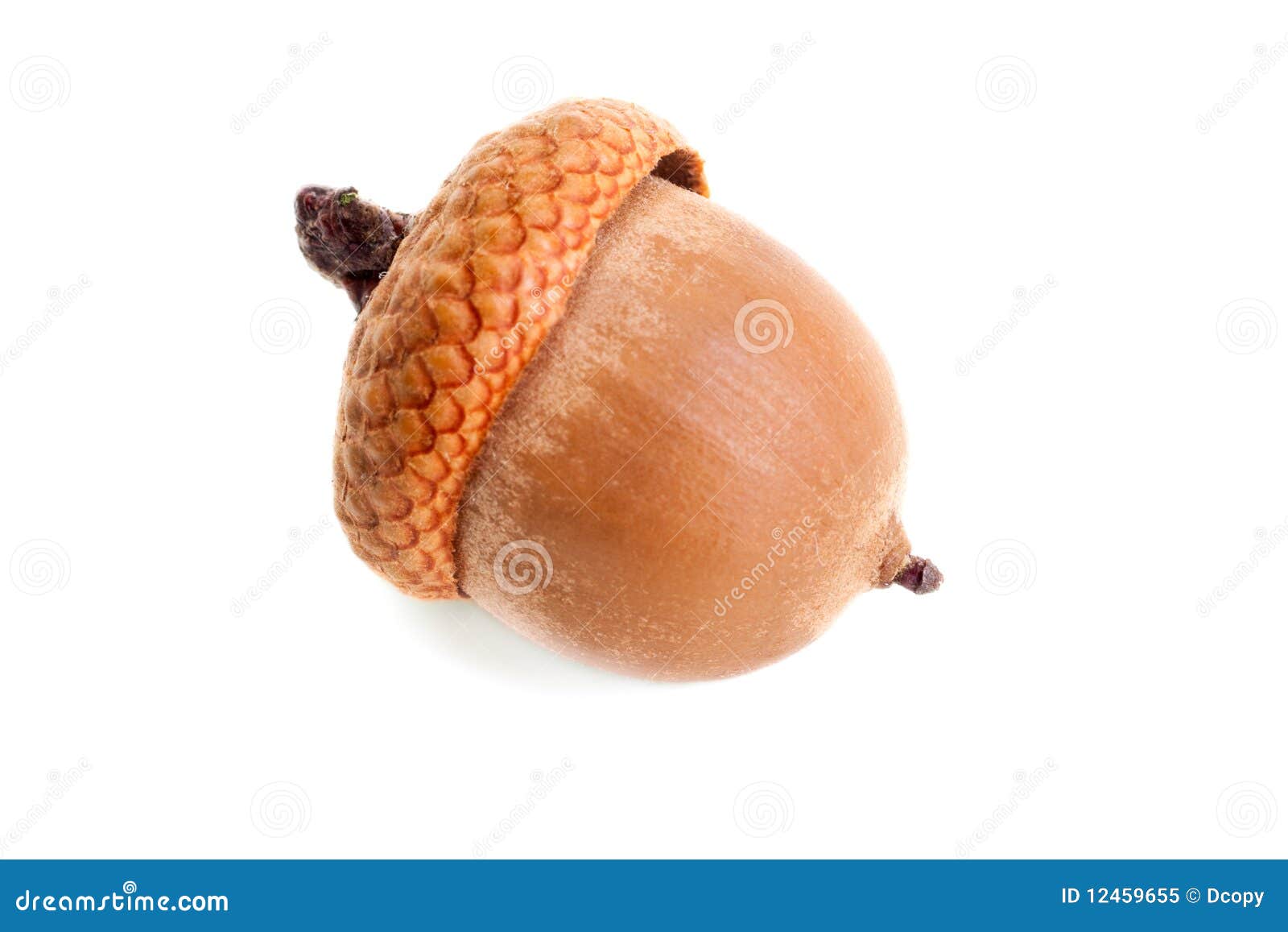 Golden Fresh Dried Oak Acorn Stock Image - Image of seed, wood: 12459655