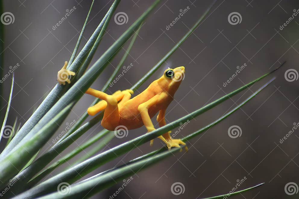 Golden Frog stock image. Image of animal, frog, golden - 18803523