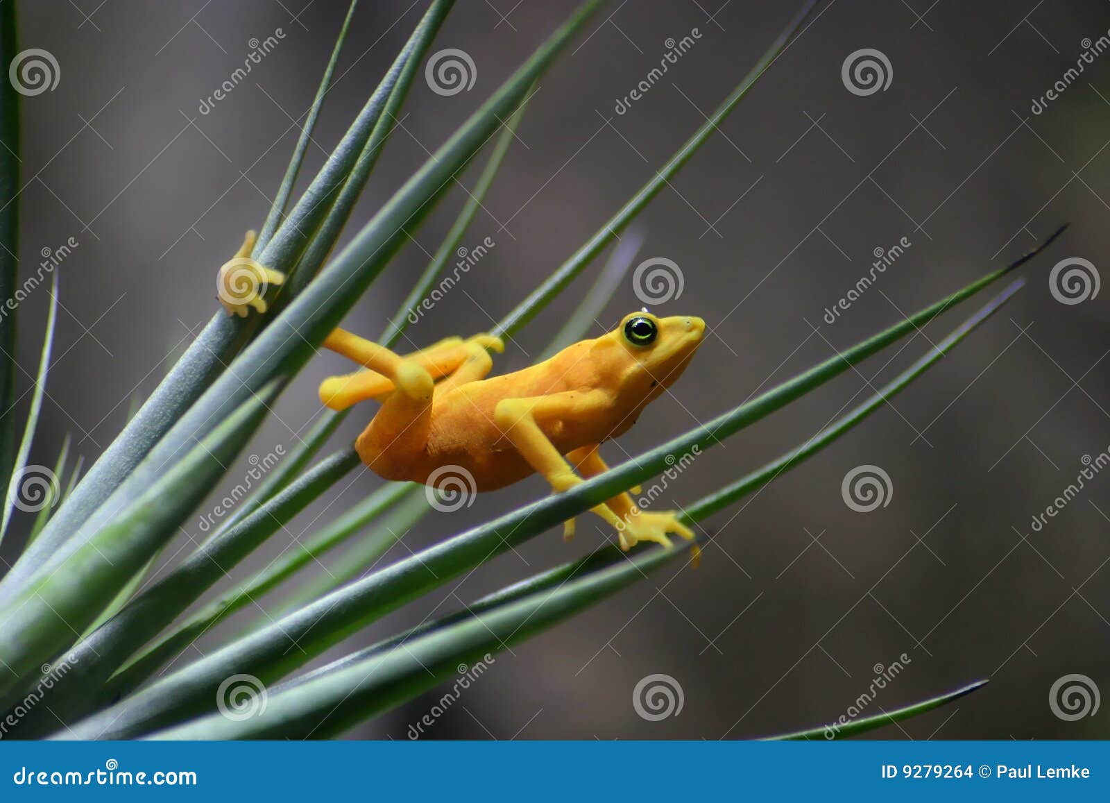 Golden Frog stock photo. Image of golden, frog, close - 9279264