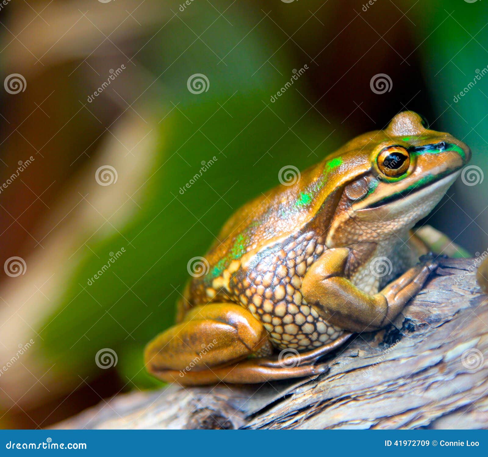 Golden frog stock image. Image of snow, green, glow, beauty - 41972709