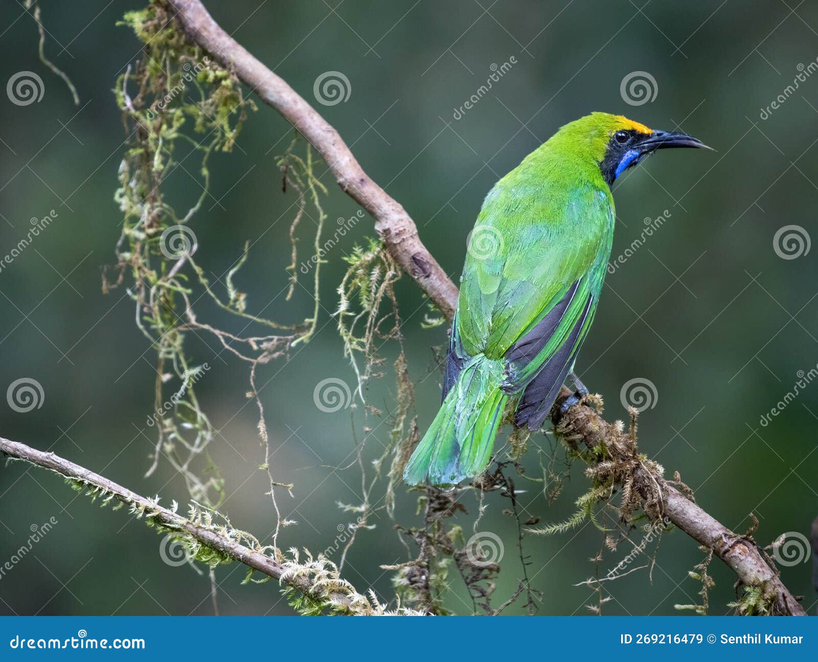 A Golden Fronted Leaf-bird on a Perch Waiting for Its Pair Stock Image ...