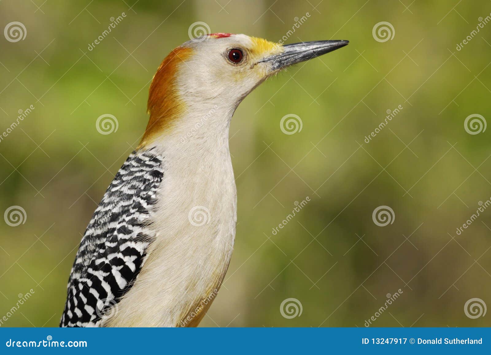 Golden-fronted Woodpecker stock image. Image of profile - 13247917
