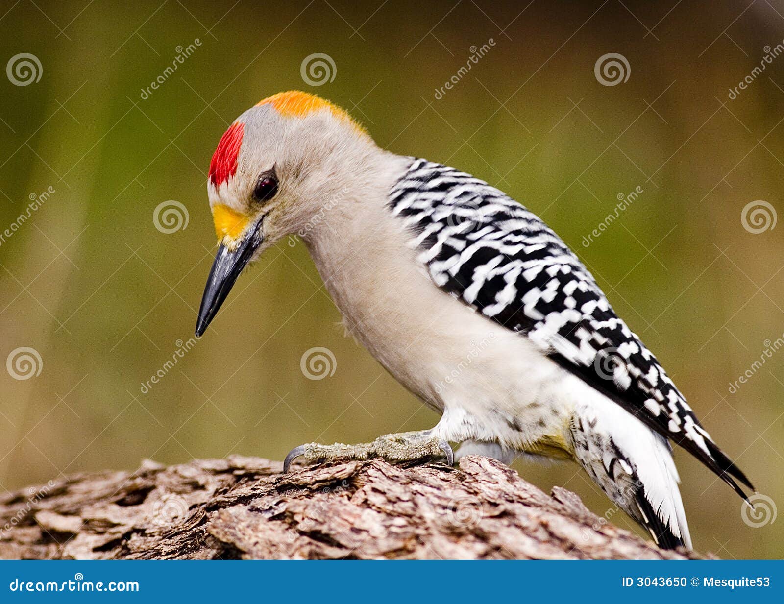 Golden fronted woodpecker stock photo. Image of fulbright - 3043650