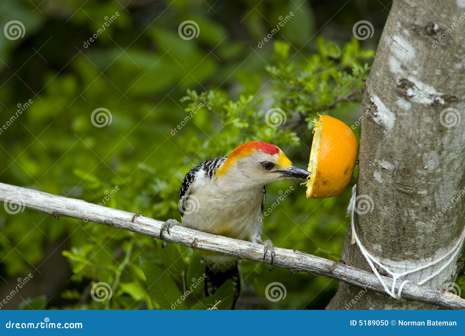 Golden-fronted Woodpecker Eating an Orange Stock Photo - Image of ...