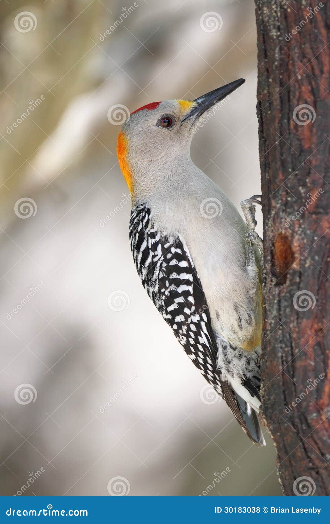 Golden-fronted Woodpecker stock photo. Image of male - 30183038