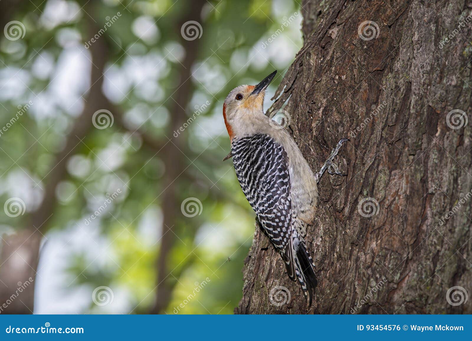 Pied Bellied Shieldtail, Melanophidium Punctatum, Maharashtra, India ...