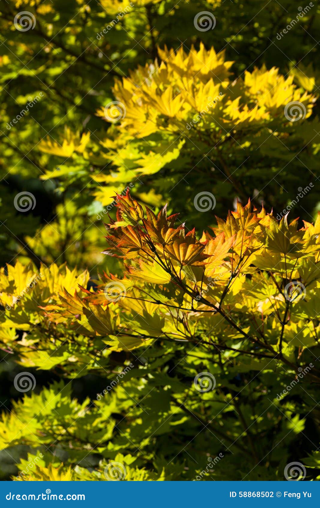 Golden Full Moon Maple Tree Stock Photo - Image of yellow, plant: 58868502