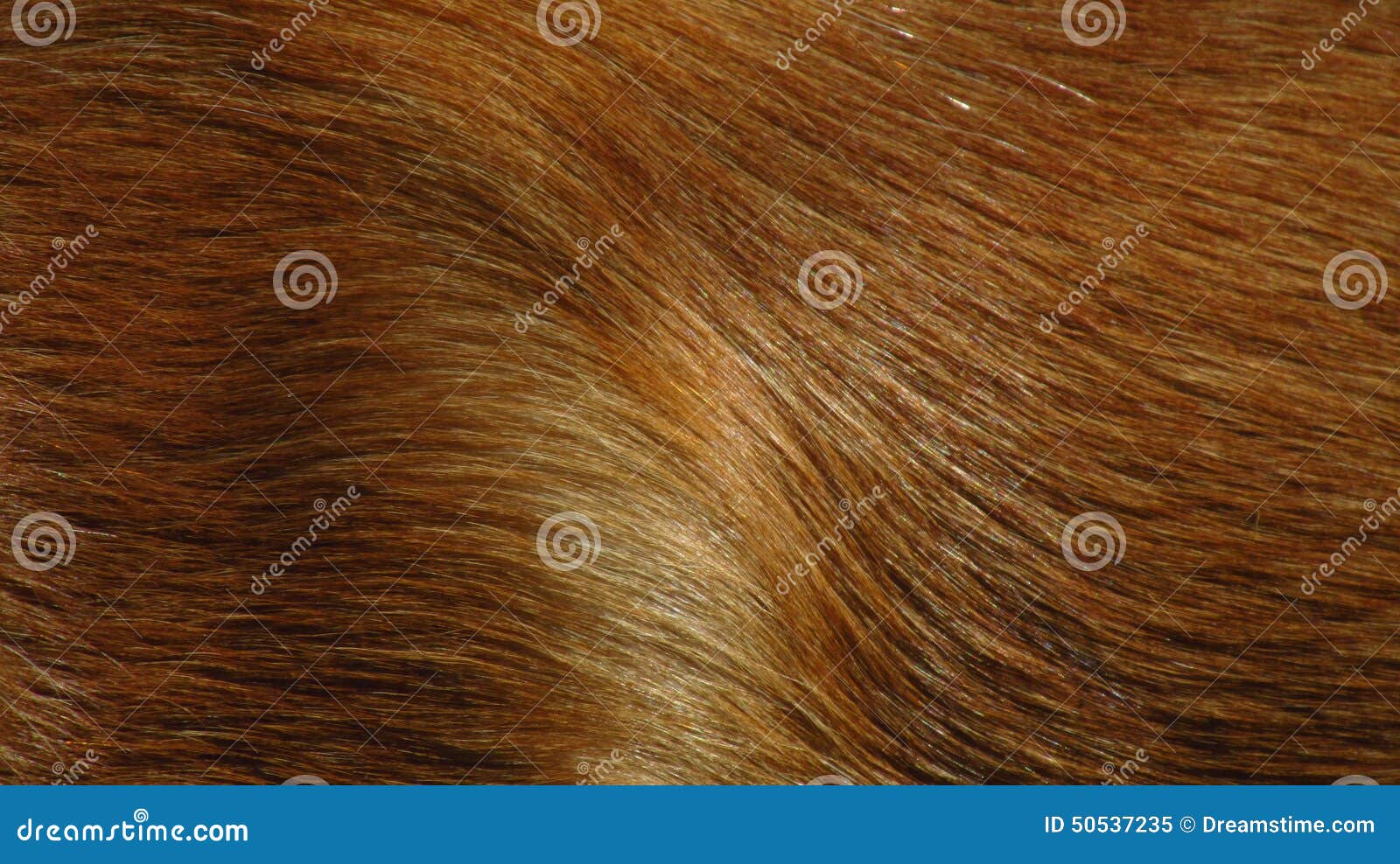 Golden fur stock image. Image of golden, furr, retriver - 50537235
