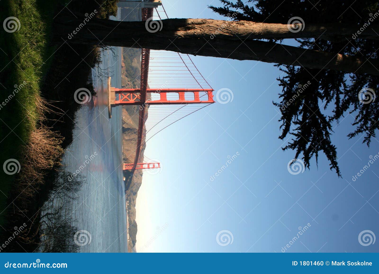 Golden Gate Bridge Behind Tree Stock Photo - Image of golden ...
