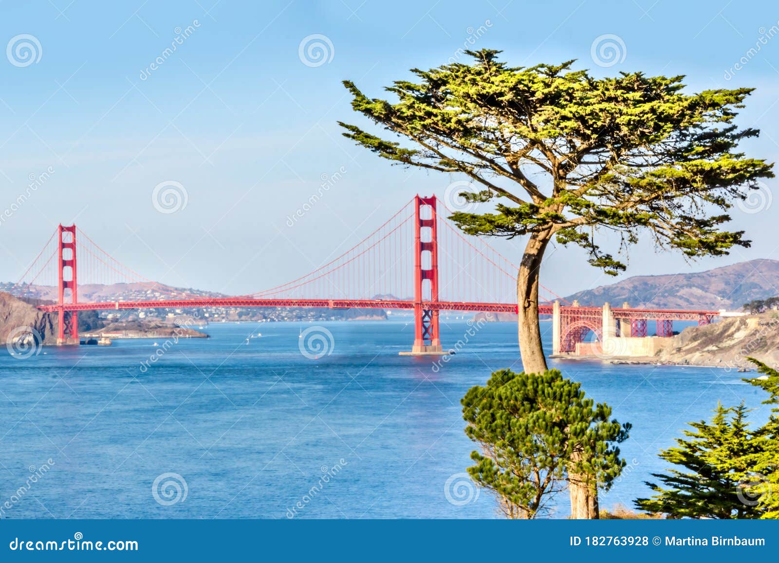 Golden Gate Bridge and a Cypress Tree Stock Photo - Image of sunny ...