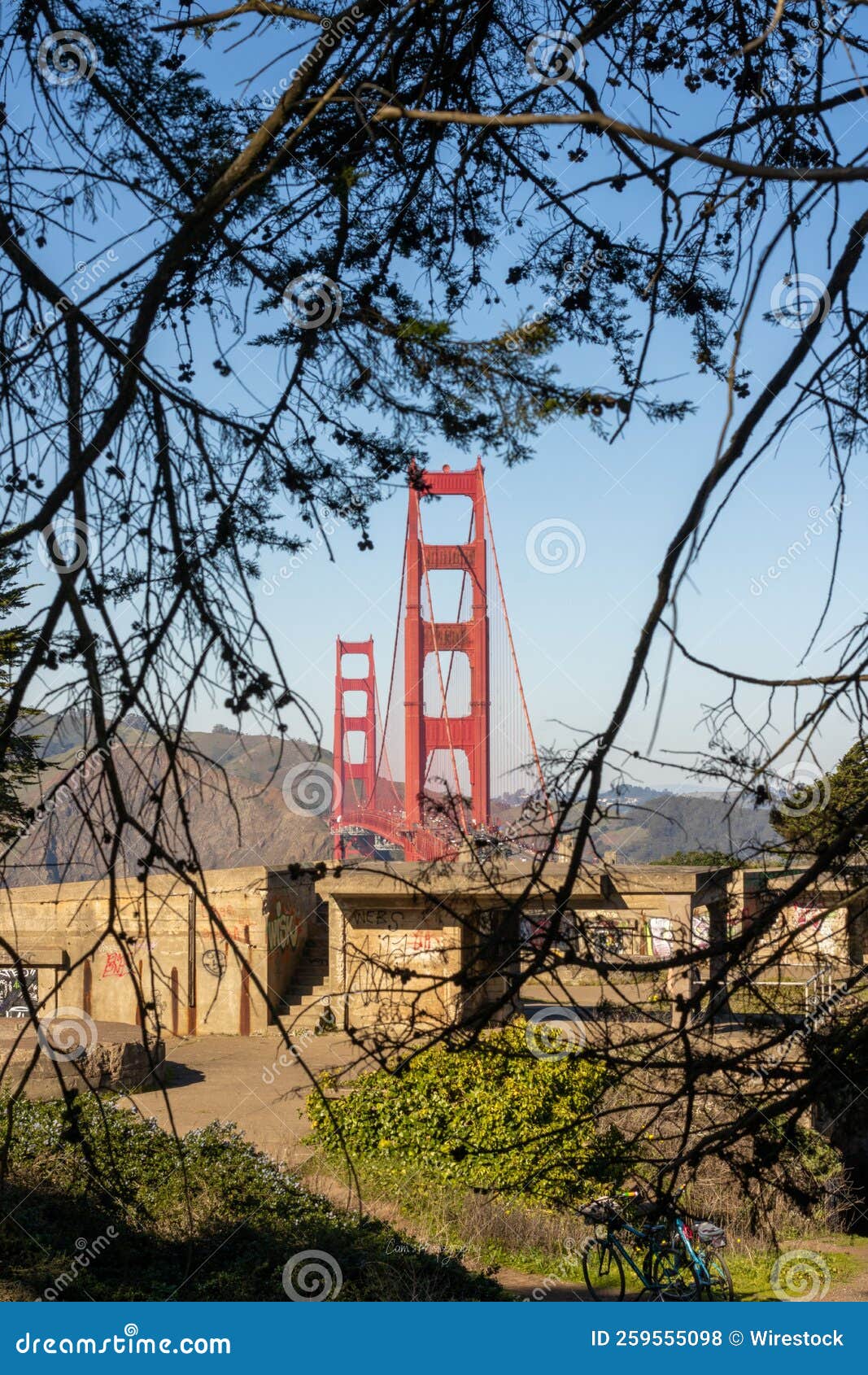 Golden Gate Bridge through Tree Branches in a Forest Editorial Stock ...