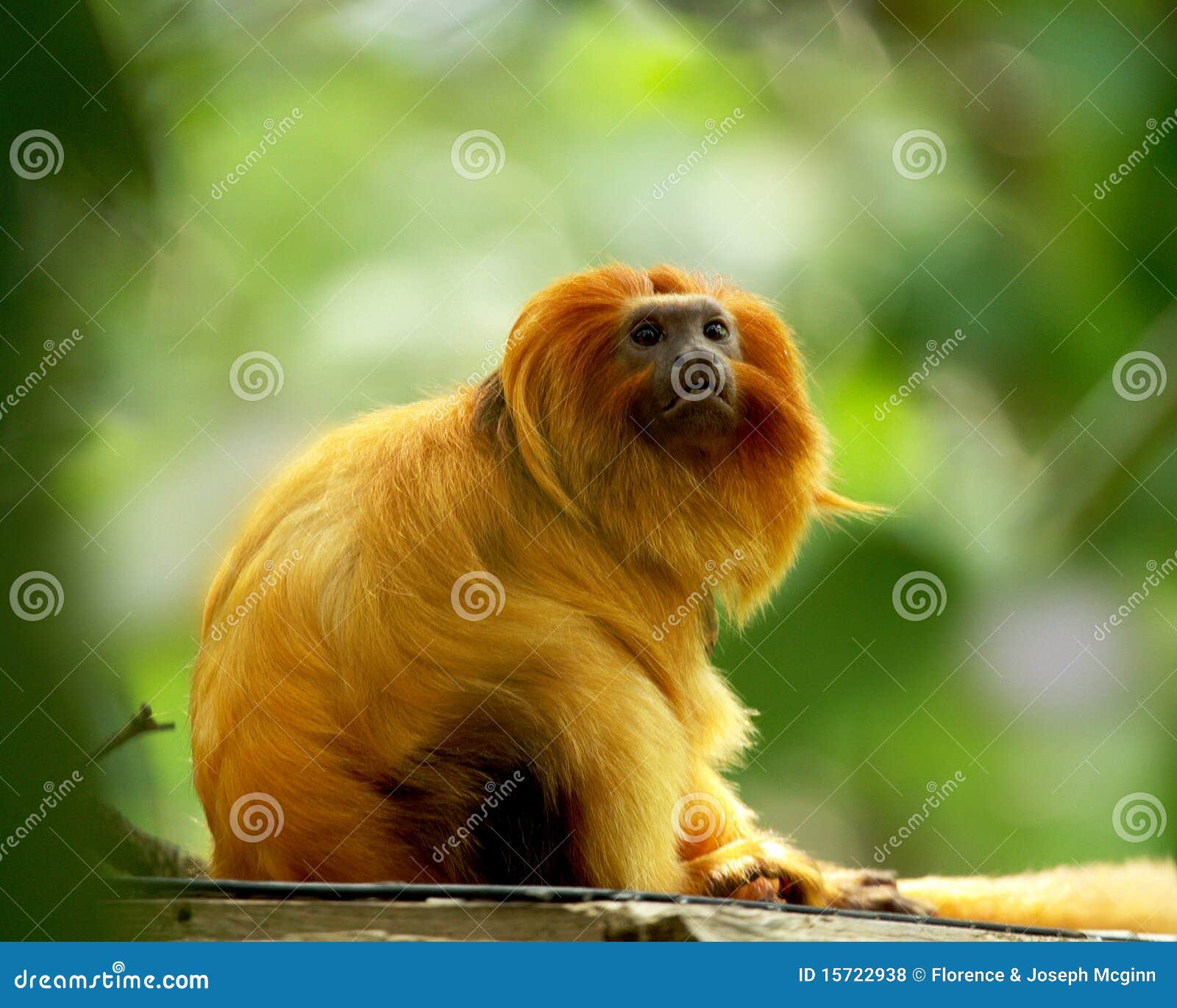 Golden Gaze stock photo. Image of nature, gaze, wildlife - 15722938