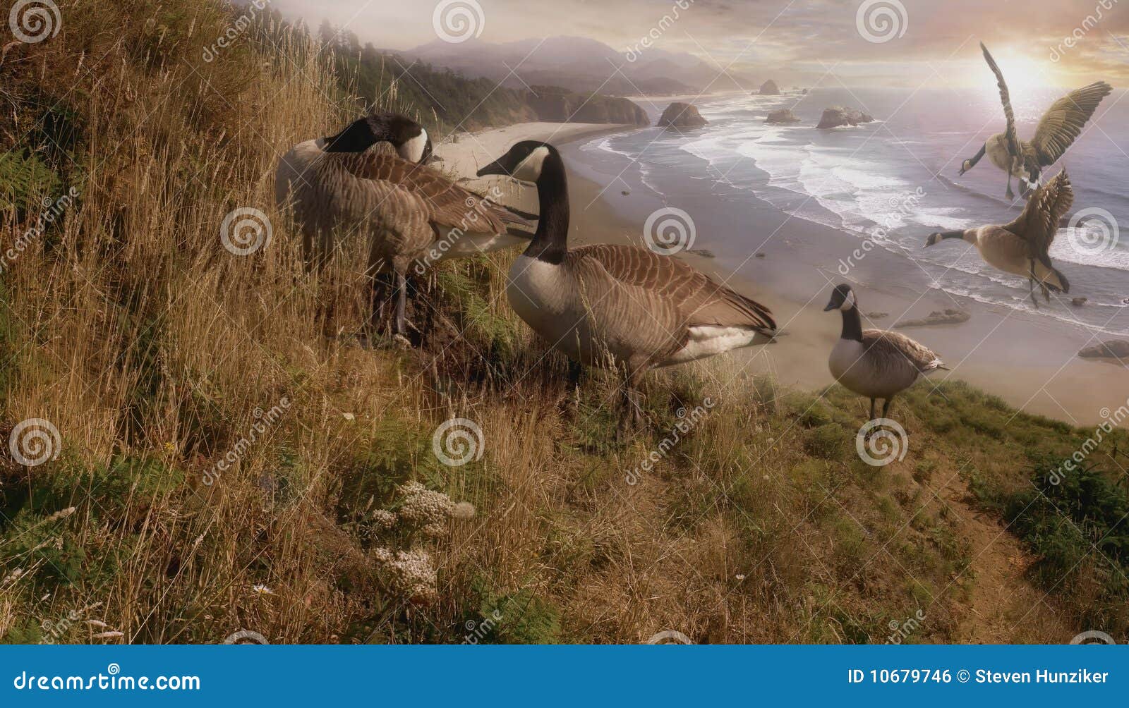 Golden Geese stock photo. Image of sunset, pacific, wildlife - 10679746