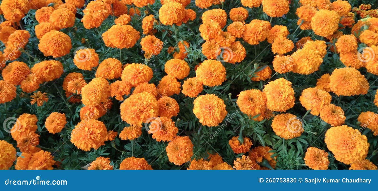 215 Golden Genda Flower Stock Photos - Free & Royalty-Free Stock Photos ...