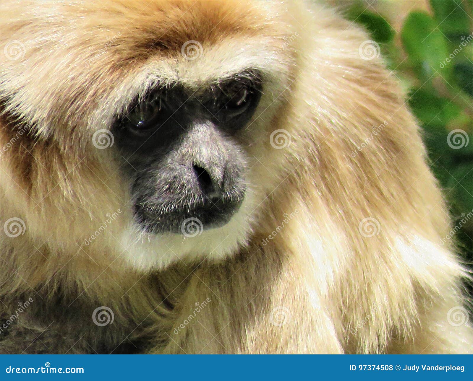 A golden Gibbon stock photo. Image of close, frisky, lively - 97374508
