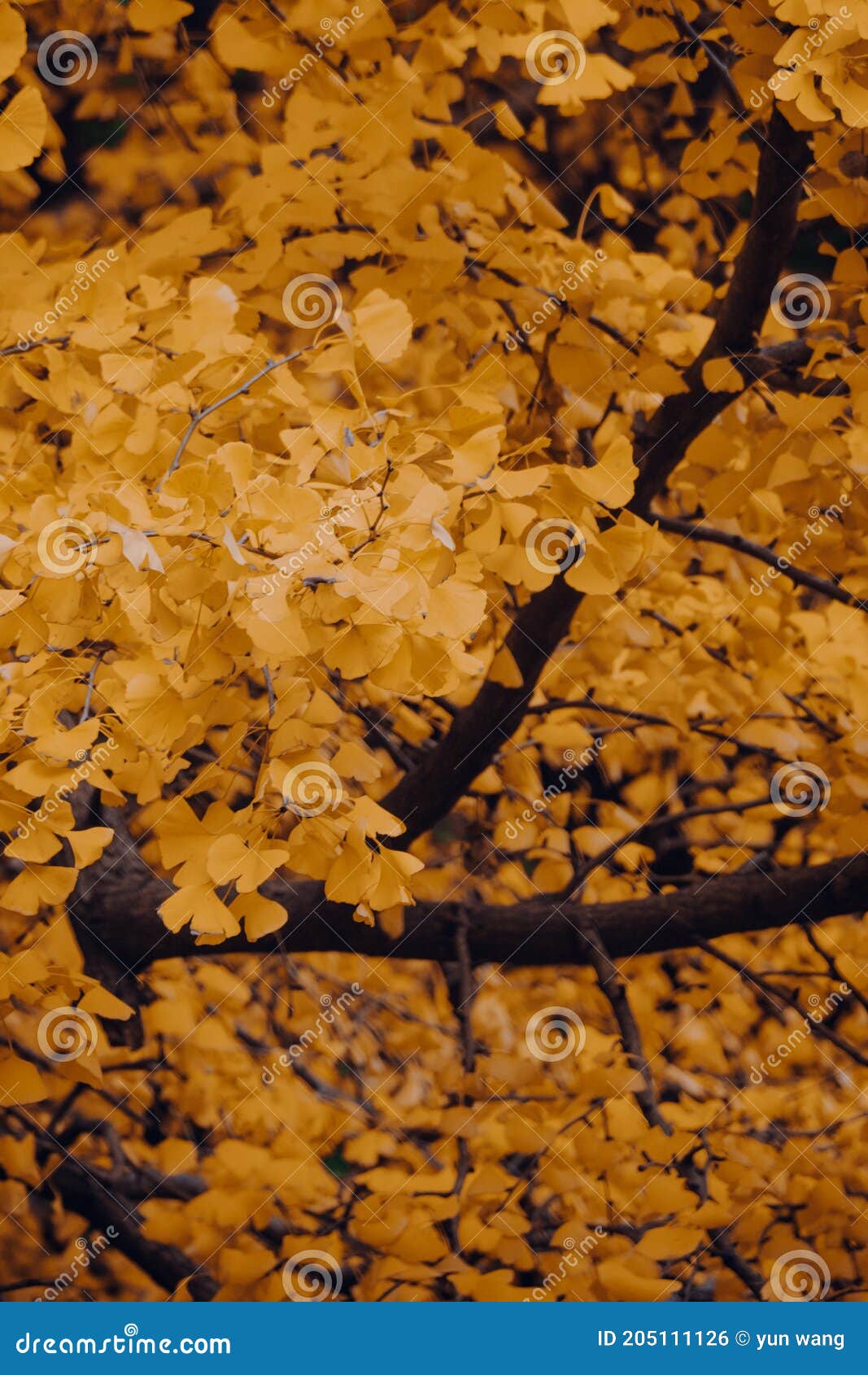 Golden Gingko and Chinese Classical Architecture Stock Photo - Image of ...